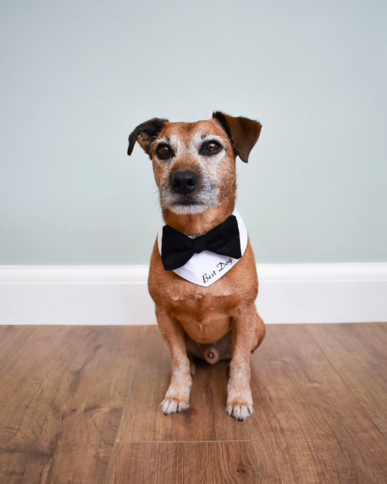 Ring Bearer Gifts: The Most Creative Ideas By Age For 2023